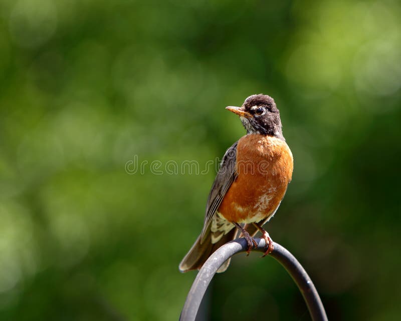 Single American Robin stock image. Image of bokeh, branch - 15503847