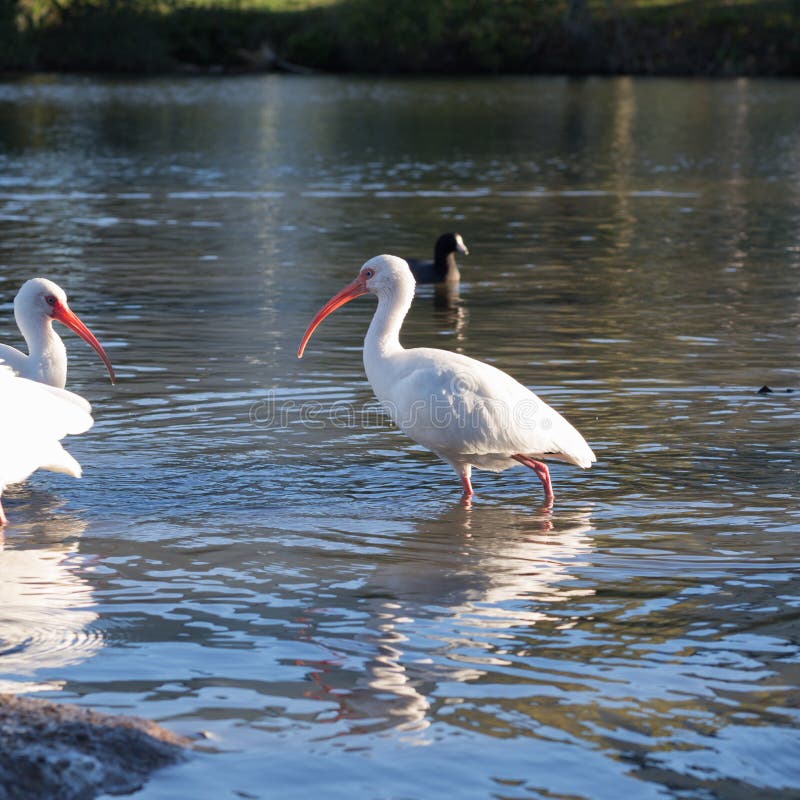 Single American White Ibis Looking at Another Stock Image - Image of ...