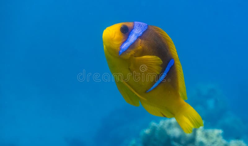 Single Anemone Fish in Deep Blue Seawater Very Close Stock Photo ...