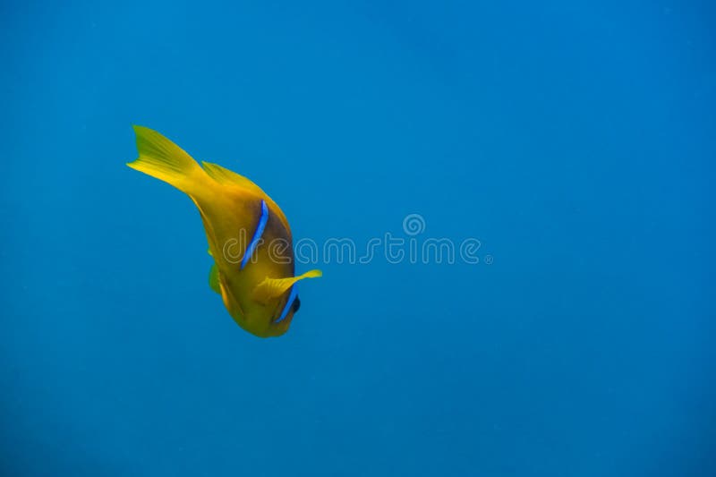 Single Anemone Fish Hovering in Blue Water in Marsa Alam Stock Image ...