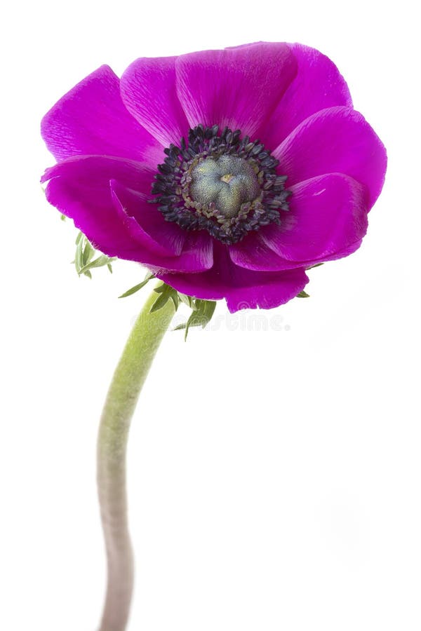 Single Flower Heads. Lily, Ranunculus, Sunflower, Gerber, Anemone Stock ...