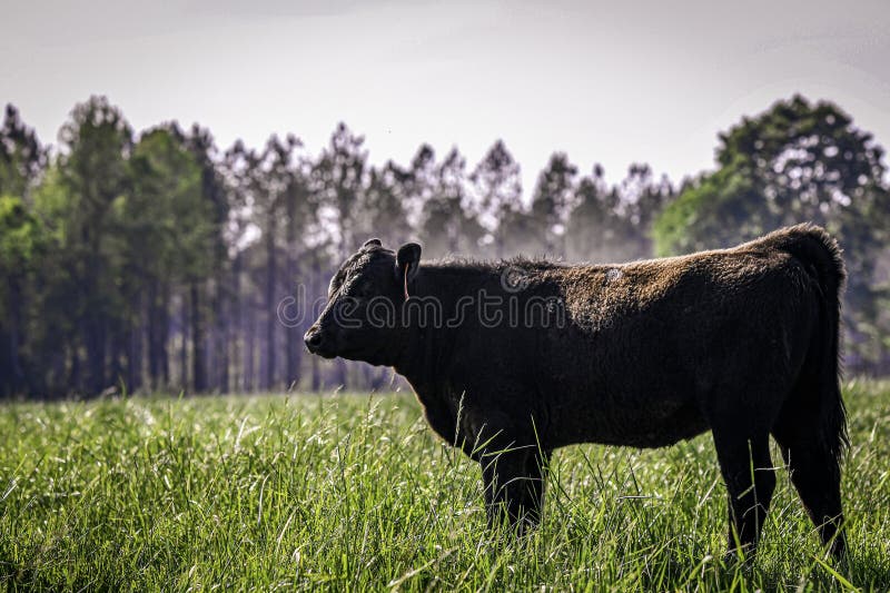 Single Angus Heifer Calf in Lush Spring Pasture Stock Image - Image of ...