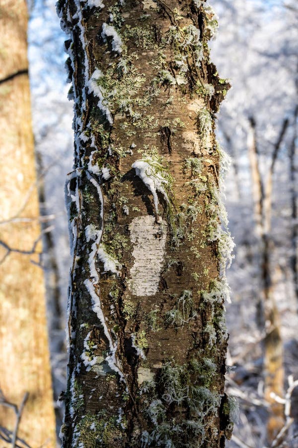 Single Appalachain Trail Blaze on Snow and Moss Covered Tree Stock ...