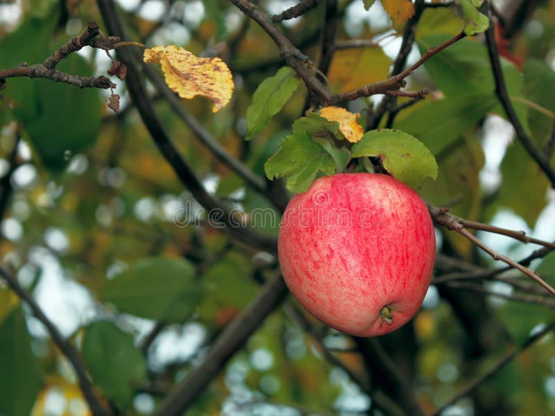 A single apple stock image. Image of organic, crop, healthy - 16338067