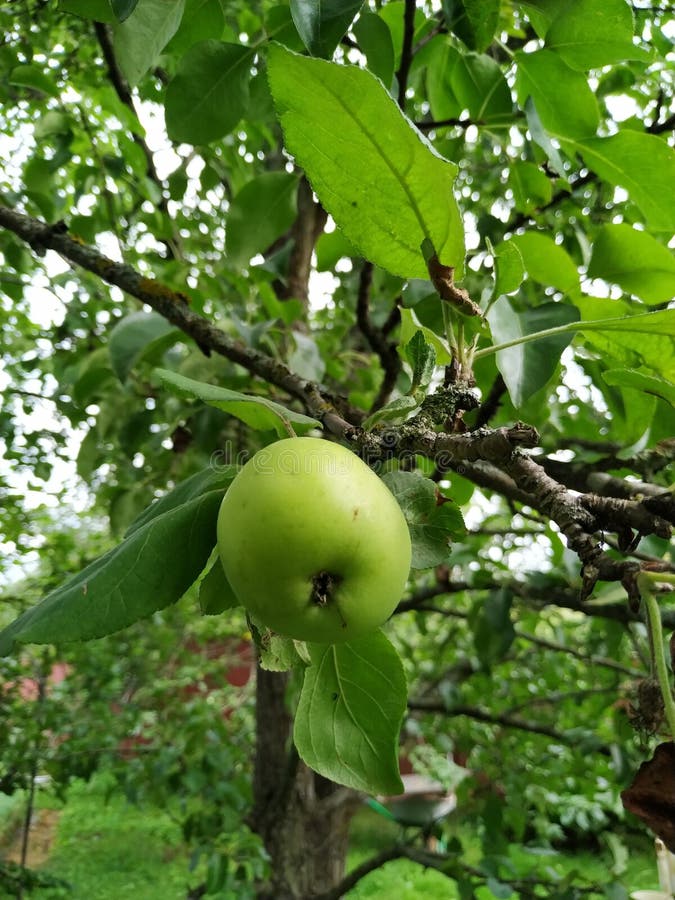 Single Apple on Branch of Apple Tree, Parkdale, Oregon Stock Image ...