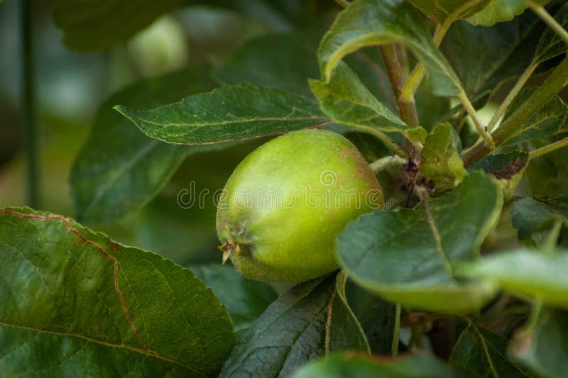 Single Apple Fruit on Tree stock photo. Image of apple - 294975530