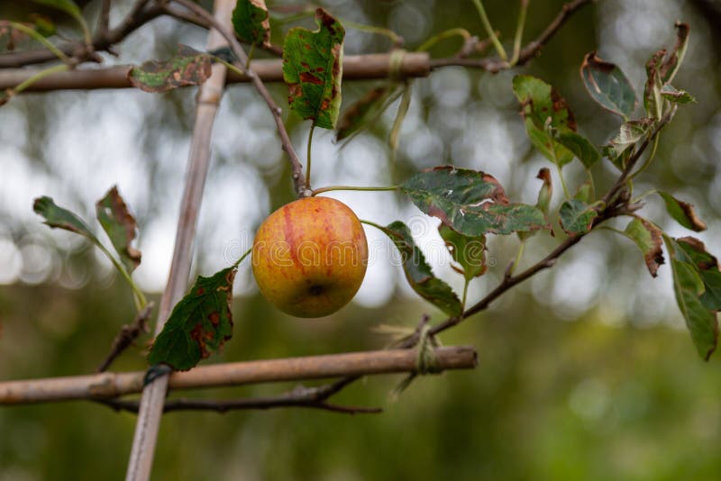 A Single Apple Growing on an Apple Tree Supported by Bamboo Sticks ...