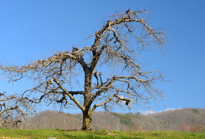 Single Apple Tree Beneath Snow Capped Mountains. Stock Photo - Image of ...