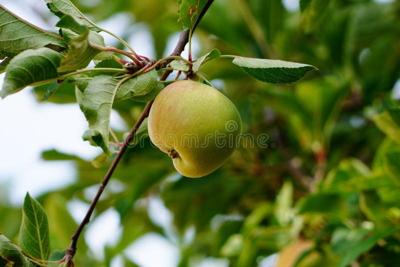 A Single Apple on a Tree Branch. Stock Photo - Image of backgrounds ...
