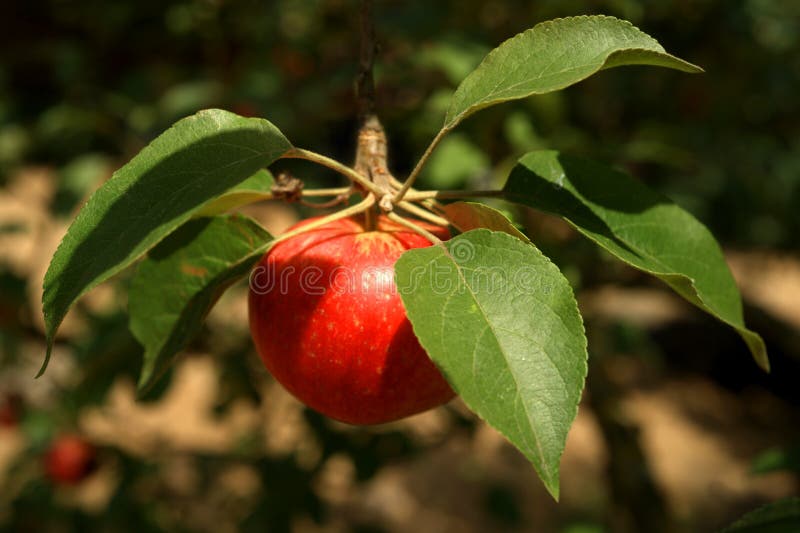 Single apple on the tree. stock image. Image of harvest - 121679199