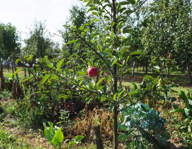 Single red apple on tree stock photo. Image of gardening - 37650776
