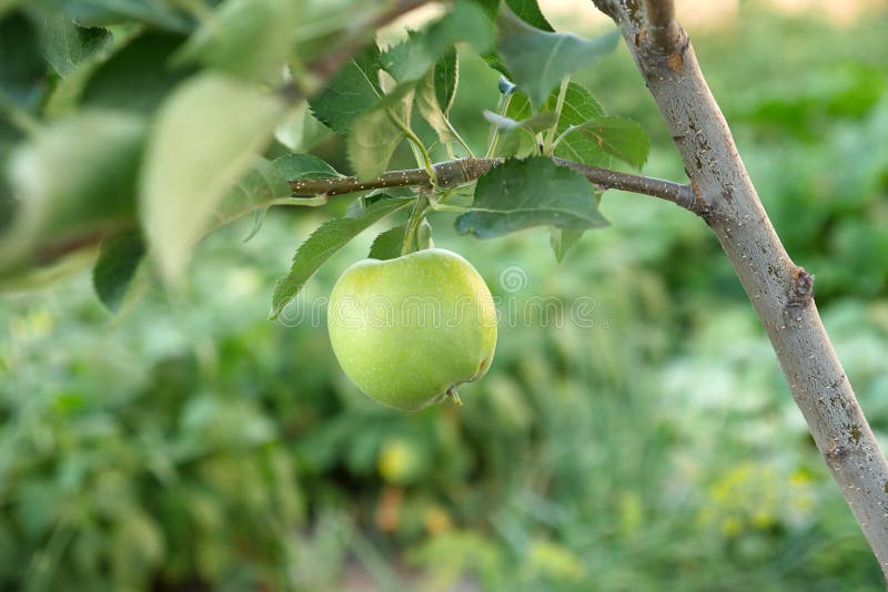 Single Apple Tree In Late Summer With Hundreds Of Green Appples Stock ...