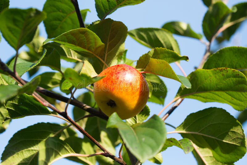 Single Apple in an Apple Tree with Green Leaves Stock Photo - Image of ...