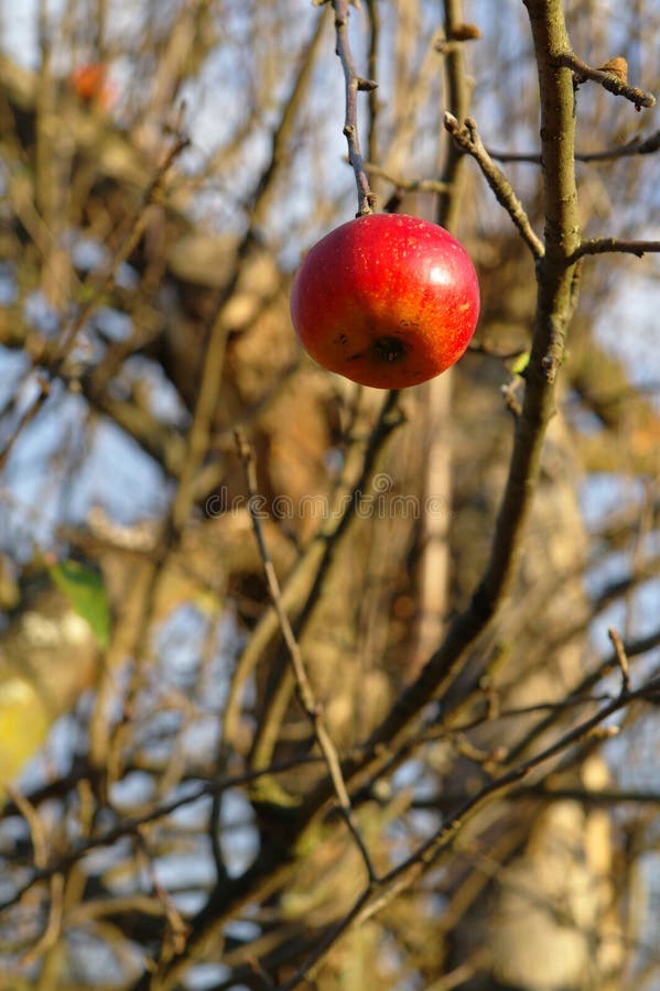 Single apple on a tree stock photo. Image of rural, nature - 44038764
