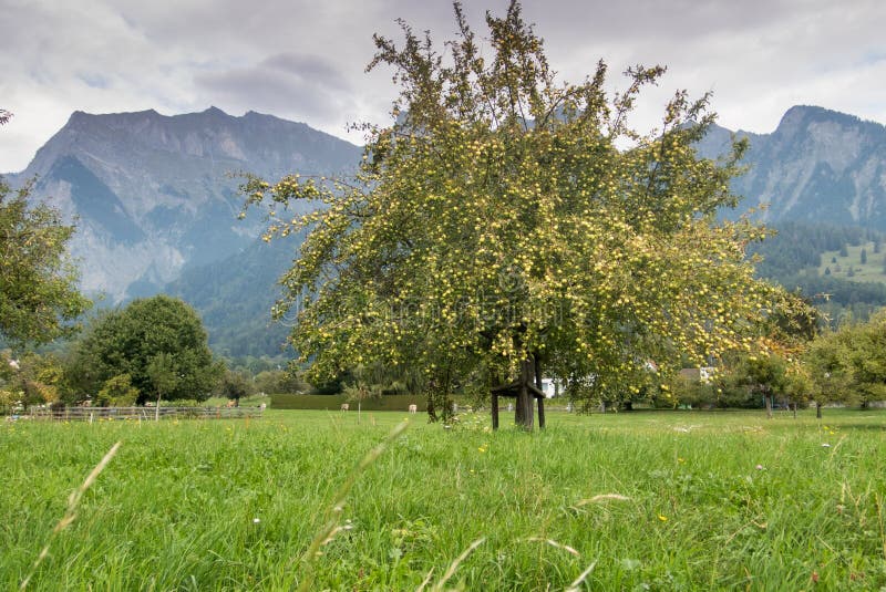 Single Apple Tree in Late Summer with Hundreds of Green Appples Stock ...