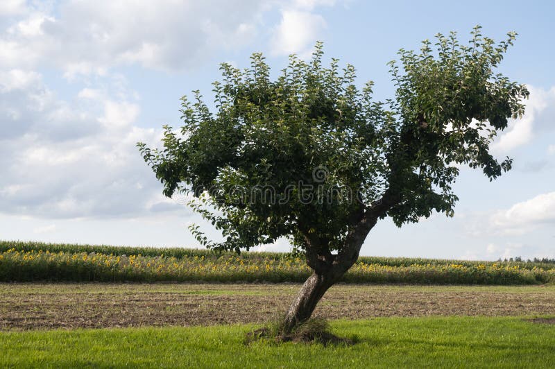 101 Lopsided Tree Stock Photos - Free & Royalty-Free Stock Photos from ...