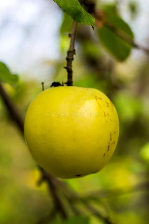 Single Apple in the Tree Waiting To Be Picked. Stock Image - Image of ...