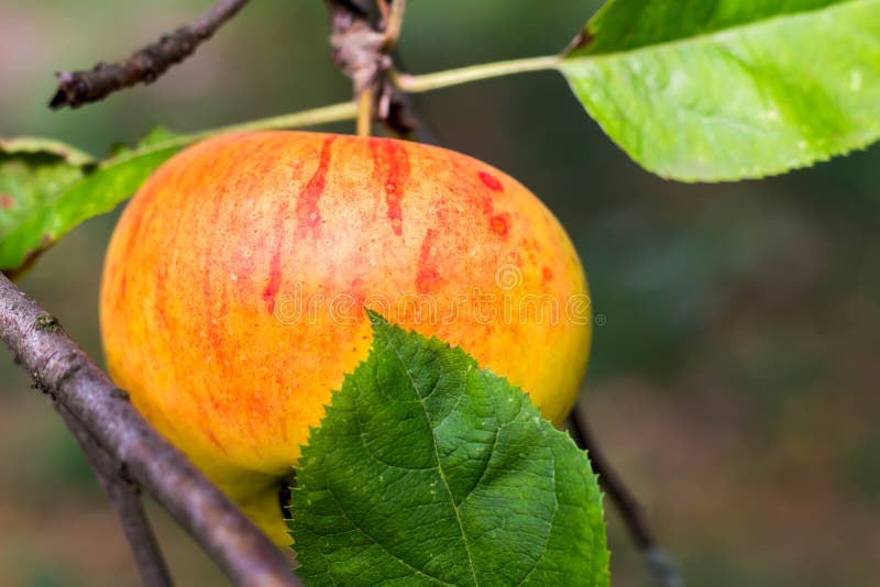 Single Apple in the Tree Waiting To Be Picked. Stock Image - Image of ...