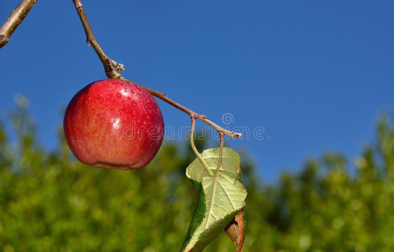 Single Apple stock photo. Image of blue, leaf, green - 30458692