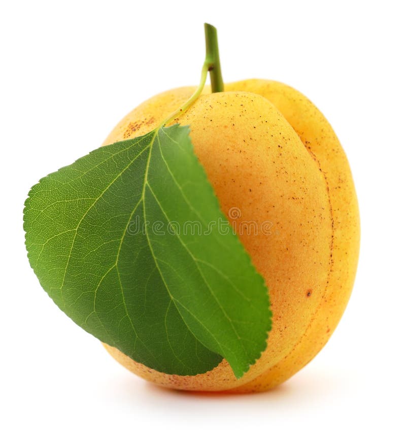 Single apricot with leaf stock image. Image of isolated - 272116105
