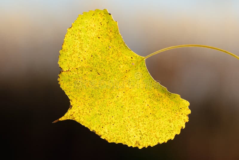 Single Aspen Tree in Grass Meadow Stock Image - Image of landscape ...