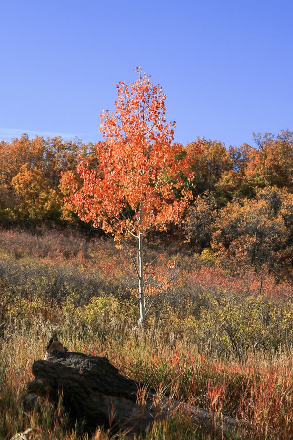 Single Aspen Tree Growing on the Hillside Stock Photo - Image of hoodoo ...
