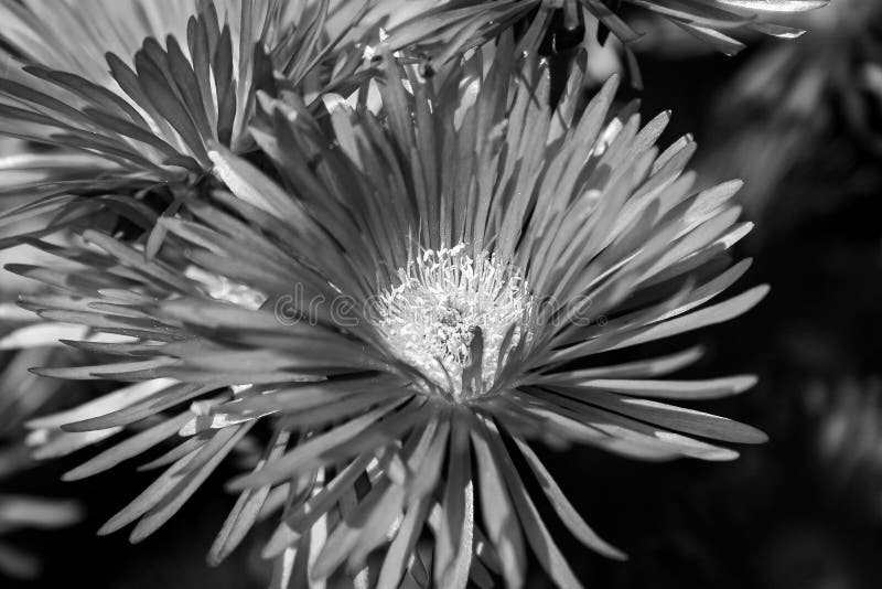 A Single Aster Flower in Black and White Stock Image - Image of foliage ...