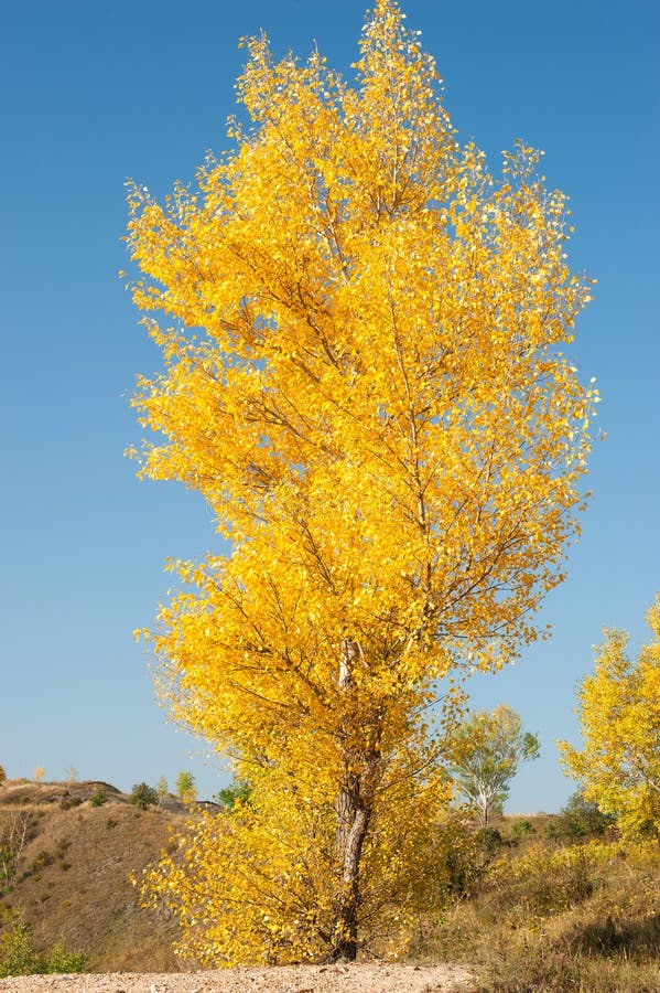 Single Autumn Leaf stock image. Image of colored, isolated - 11969803