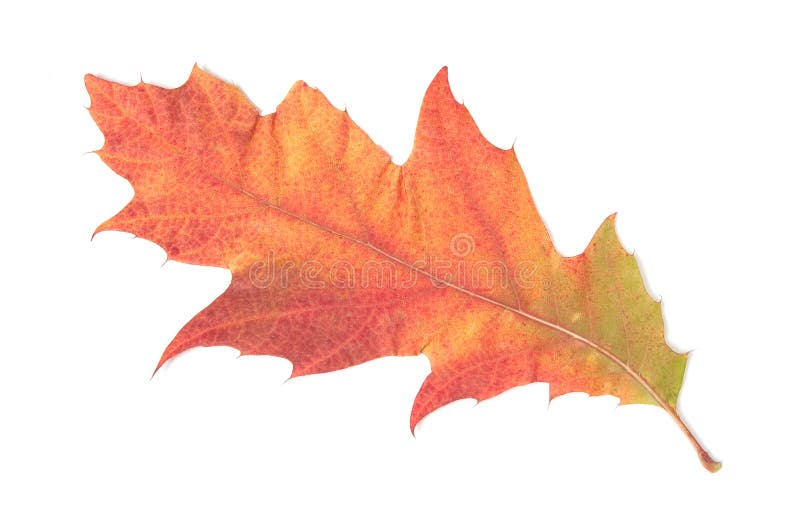 Single autumn leaf stock image. Image of season, orange - 11680941
