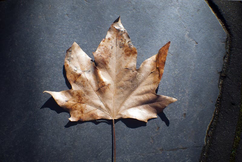 Single Autumn Leaf Background Stock Image - Image of path, single: 76995459