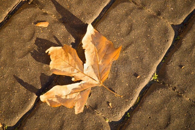 Single autumn leaf stock photo. Image of horizontal - 137749616