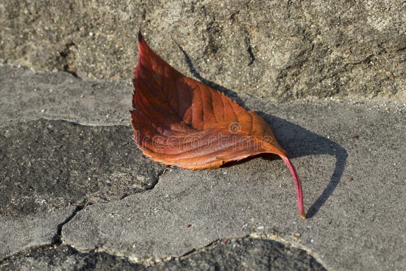 Single Autumn Leaf stock image. Image of colored, isolated - 11969803