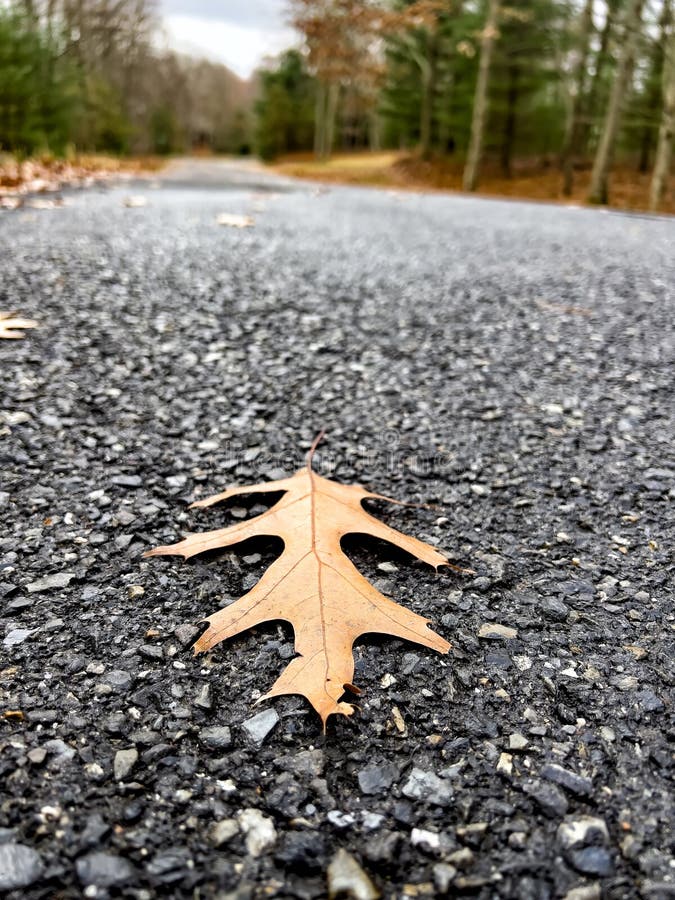 Single Autumn Leaf on the Road Stock Image - Image of nature, autumn ...