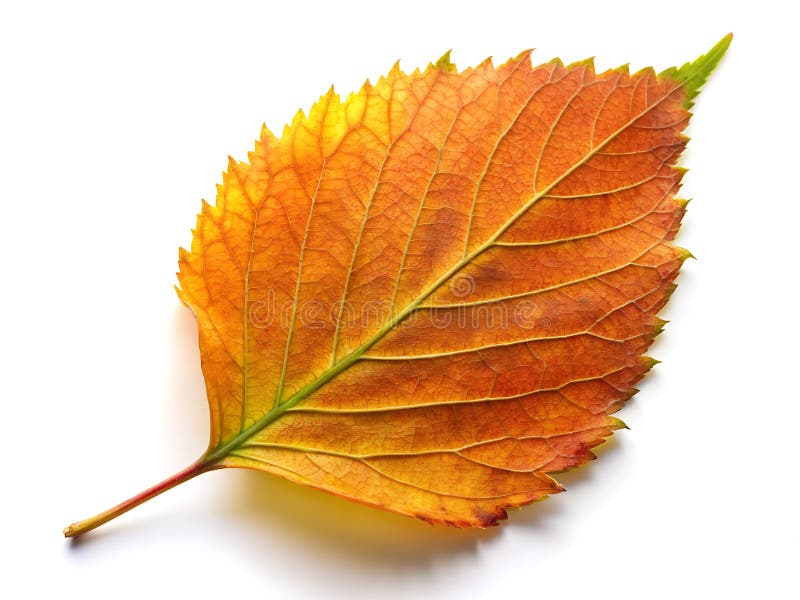 Single Autumn Leaf on White Background Stock Illustration ...