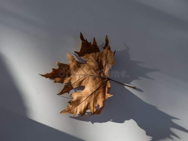 Single Autumn Leave with a Shadow Stock Image - Image of beauty ...