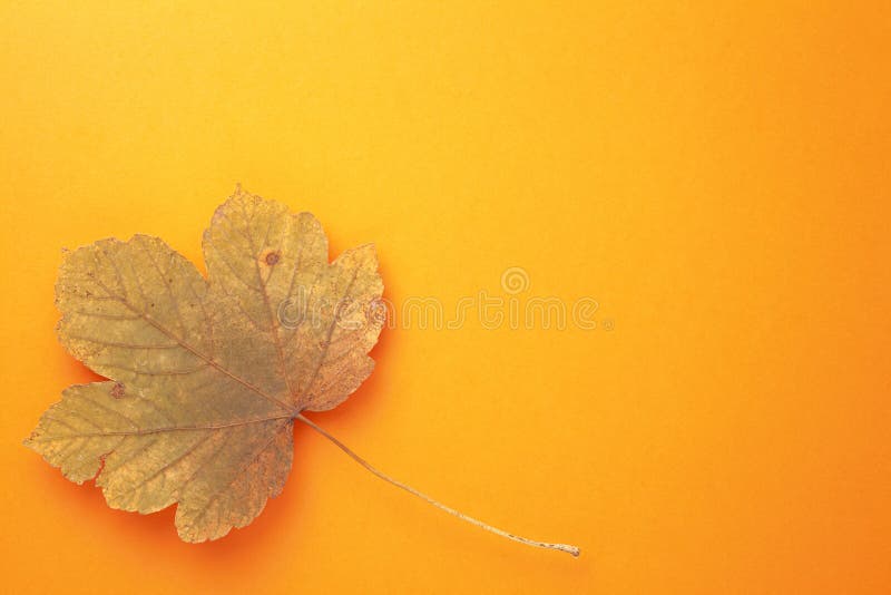 Single Autumn Leaf stock image. Image of colored, isolated - 11969803