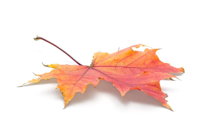 Single Autumn Maple Leaf on White Background with Shadows, Clipping ...