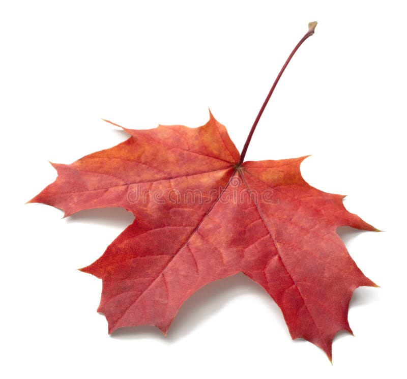 Single Autumn Maple Leaf on White Background with Shadows, Clipping ...