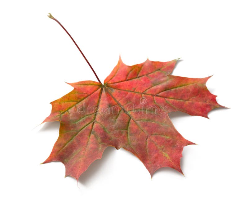 Single Autumn Maple Leaf on White Background with Shadows, Clipping ...