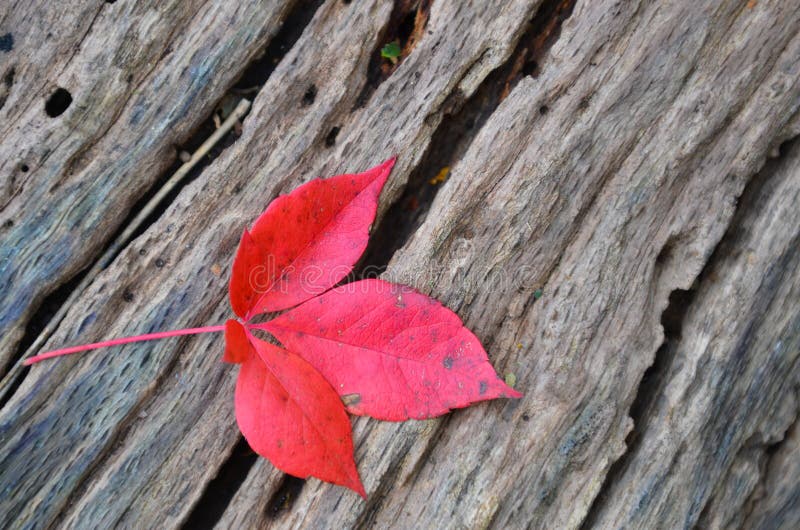 Single Autumn Red Maple Leaf on Old Tree Stump Stock Photo - Image of ...