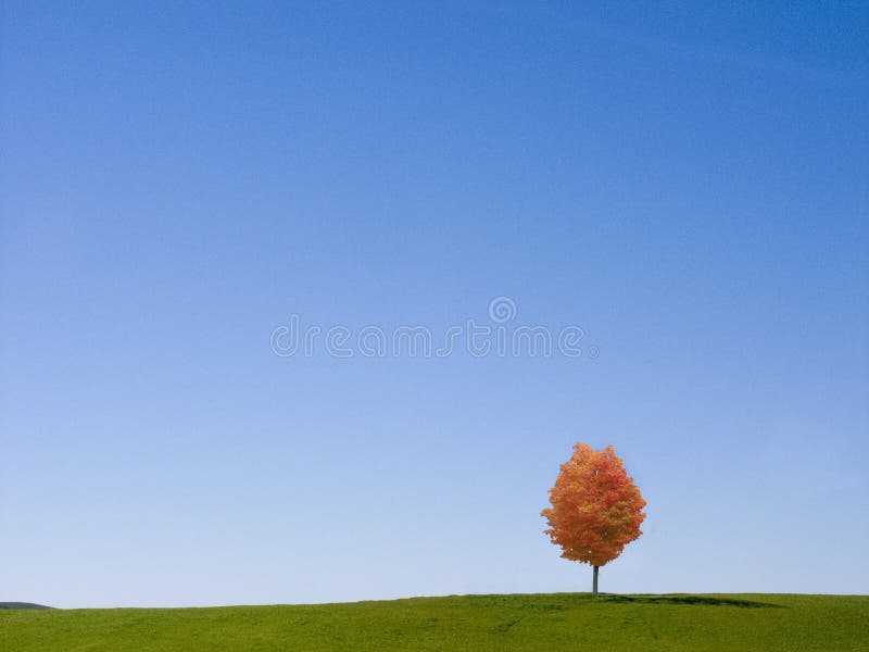 Single Autumn Tree in Green Field Stock Photo - Image of orange, green ...