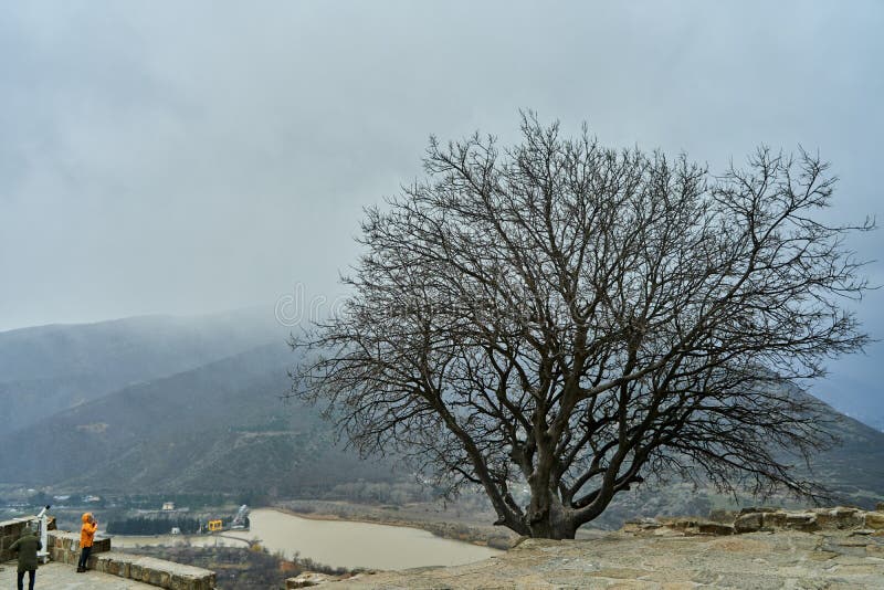Single Autumn Tree No Leaves on High Hill Stock Photo - Image of ...