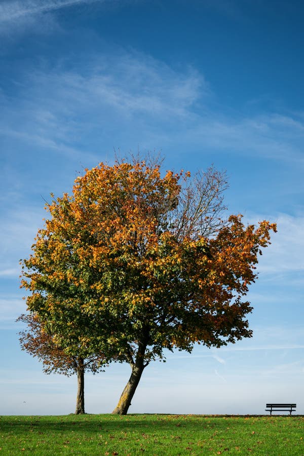 Single autumn tree stock photo. Image of serene, leaves - 61771894