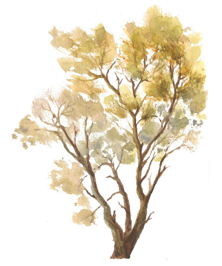 Single Tree Watercolor Drawing on White Background Stock Photo - Image ...