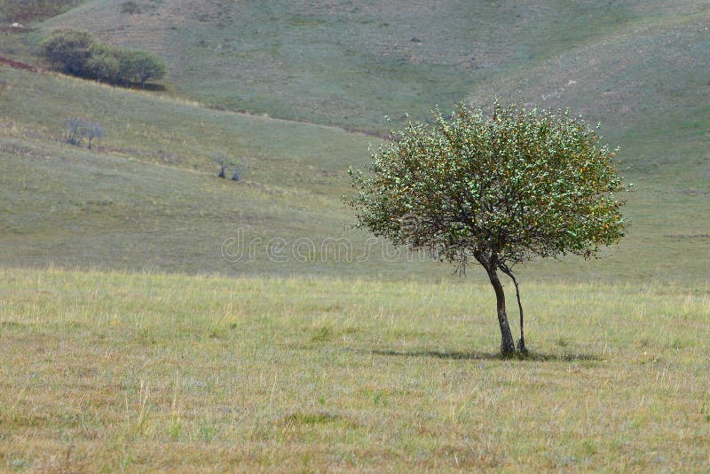 Autumn trees in grassland stock image. Image of beautiful - 29984733