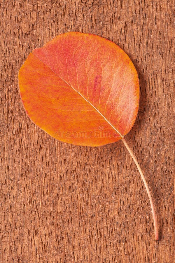 Single autumnal leaf stock image. Image of orange, october - 27149917