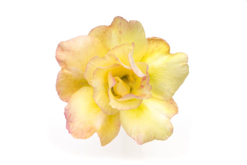 Single Azalea Flowers on White Background Stock Photo - Image of fresh ...