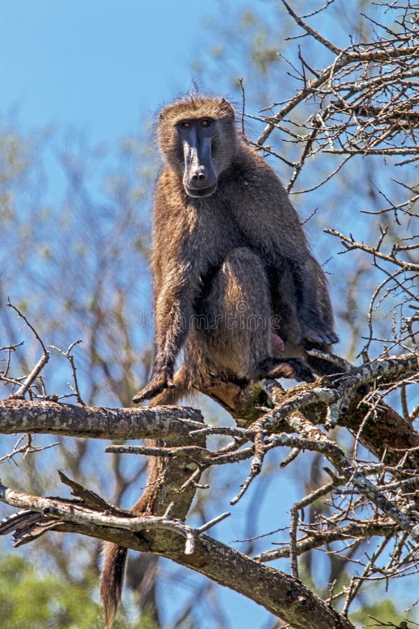 Baboon Sitting stock image. Image of nostrils, beard - 32626639