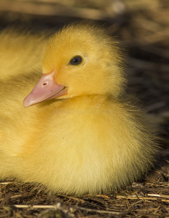 Single Baby Duckling Relaxing Stock Photo - Image of scene, small: 37793172