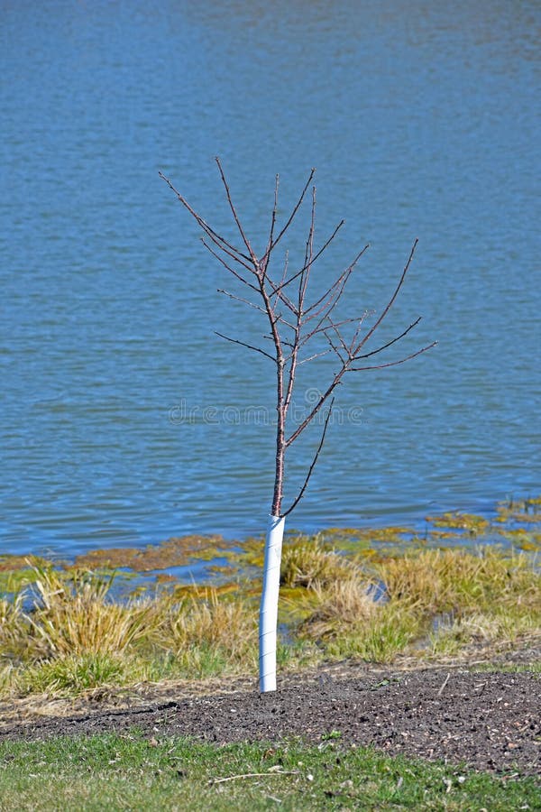Single Baby Tree stock photo. Image of tree, single - 118019170